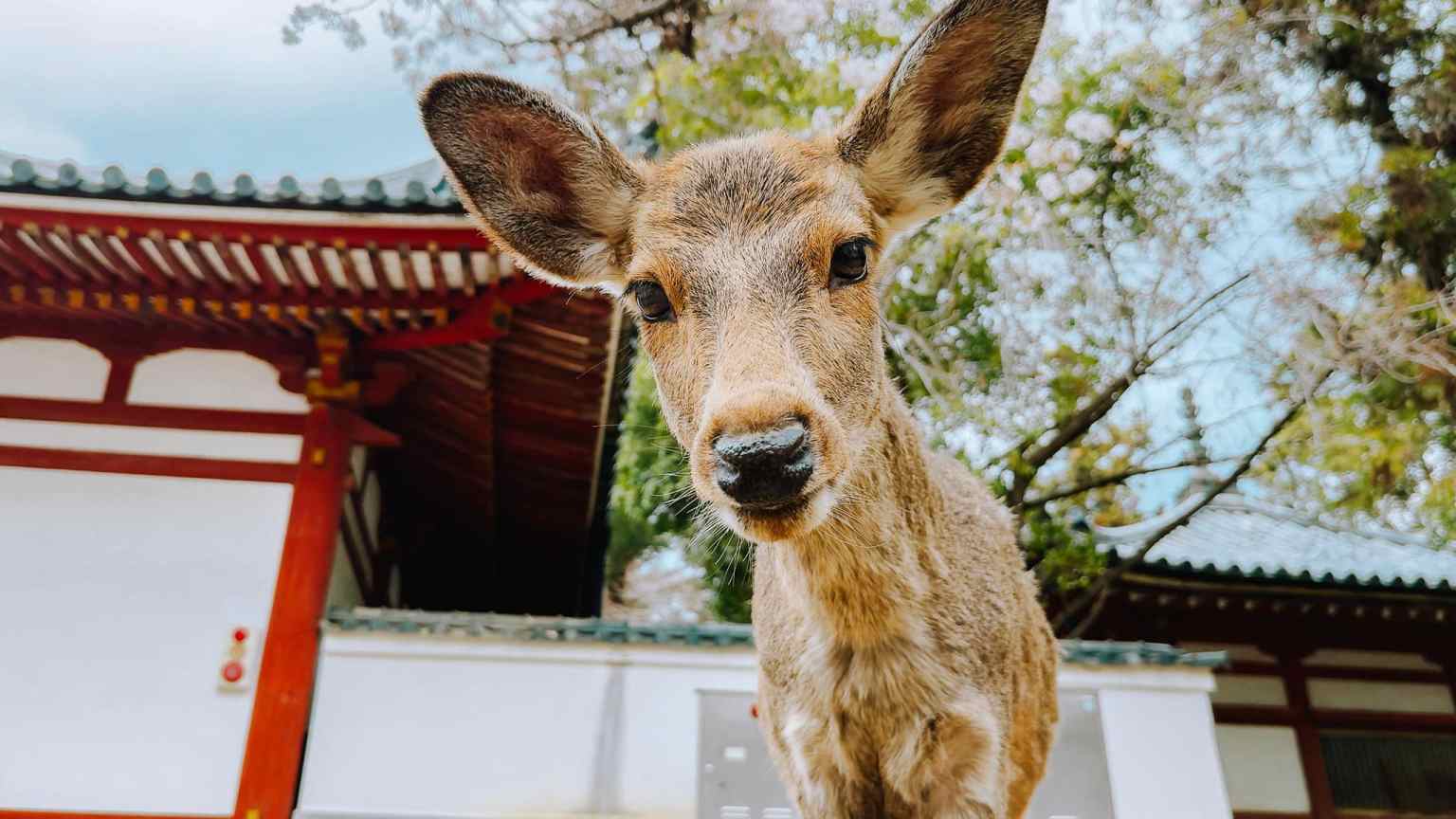 Is Nara Worth Visiting? Everything You Need to Know for First-Time ...